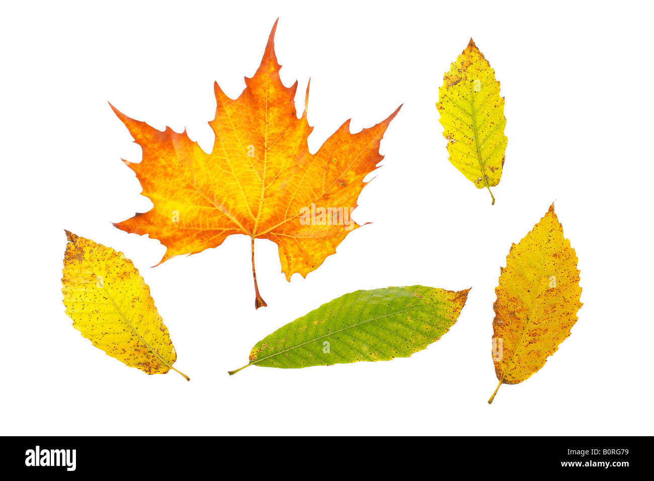 Assortment of leaves isolated on white background Stock Photo - Alamy