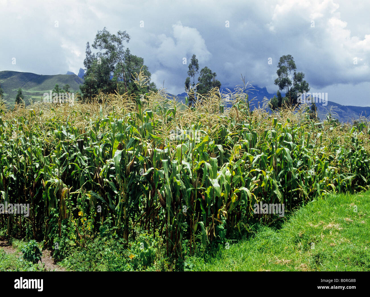 field of maize apurimac valley peru Stock Photo - Alamy