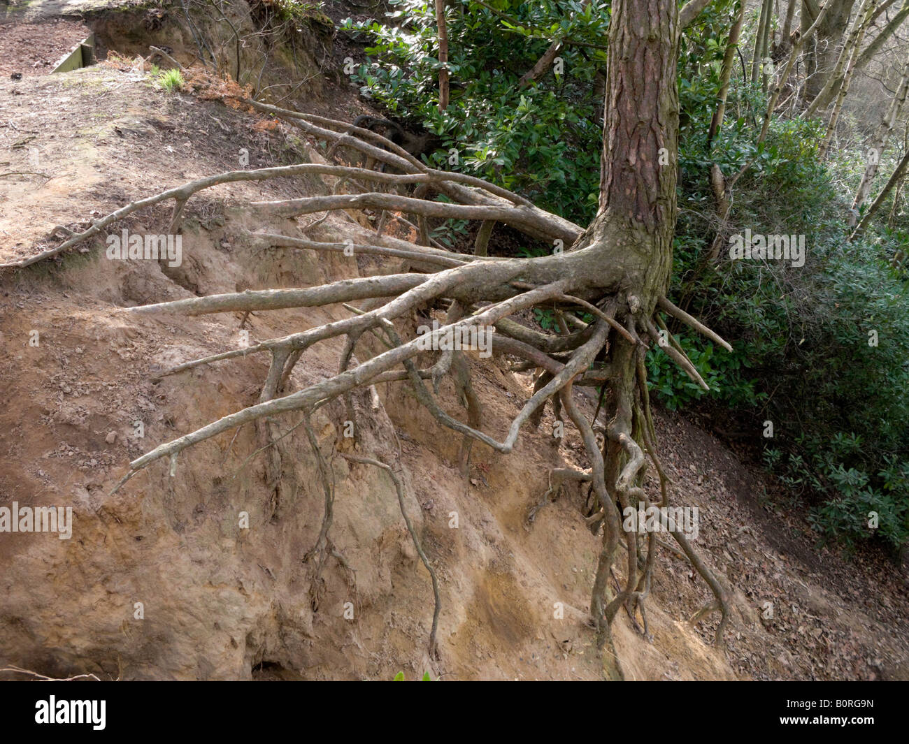 Tree with exposed roots West End Common, near Esher, Surrey. UK Stock ...