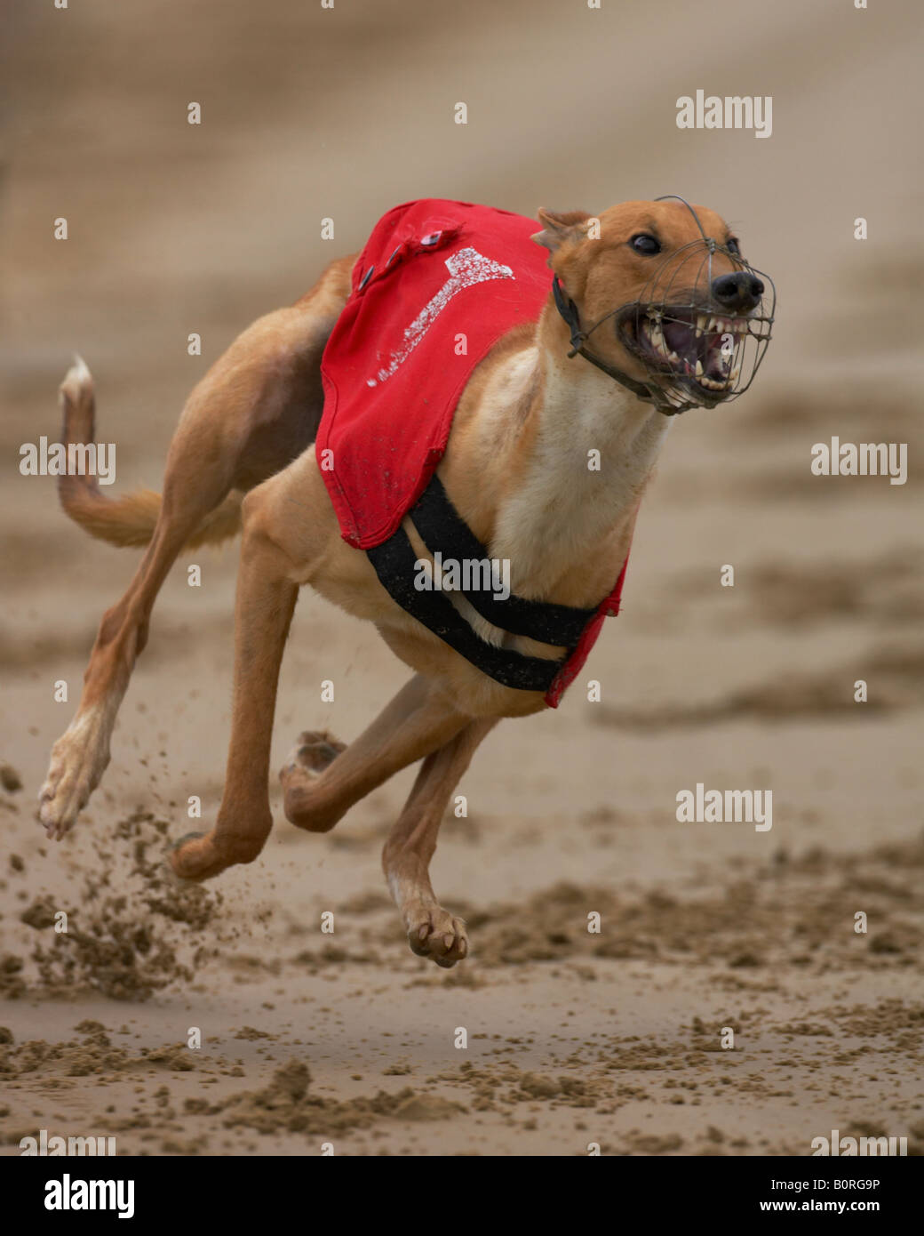 Greyhound dog racing Stock Photo - Alamy