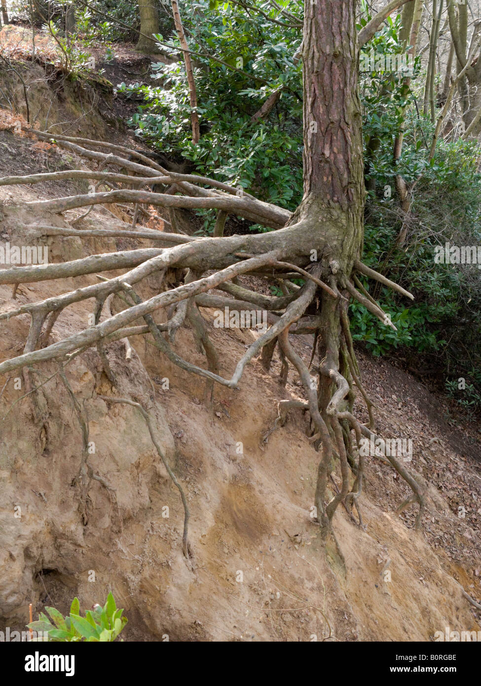 Common root structure hi-res stock photography and images - Alamy