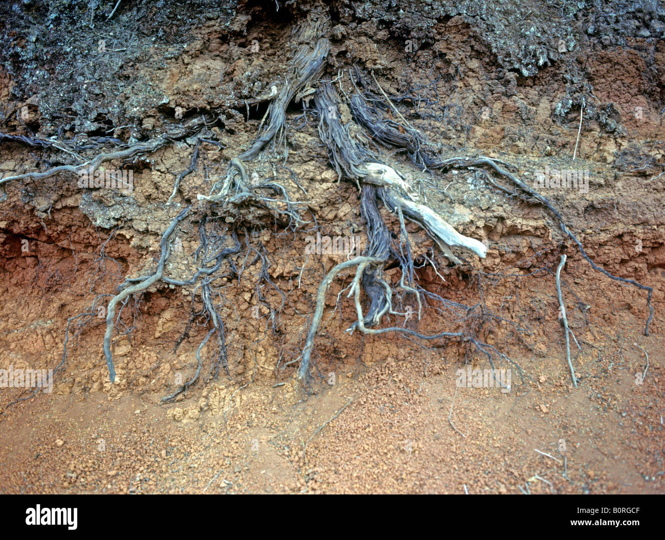 roots of tree exposed by soil erosion andean highland peru Stock Photo ...
