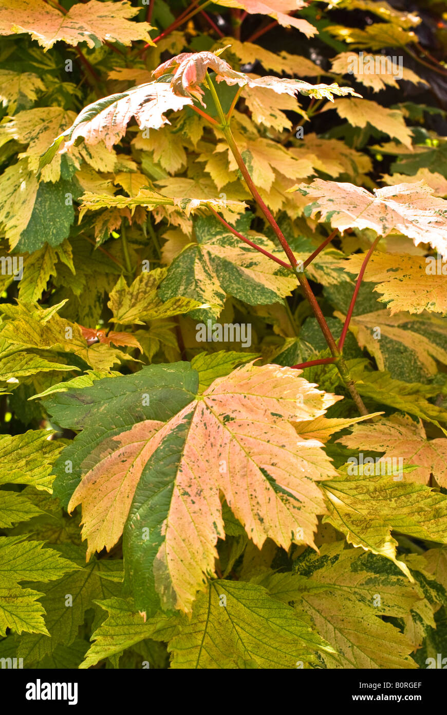 Acer pseudoplatanus Simon Louis Freres Stock Photo - Alamy