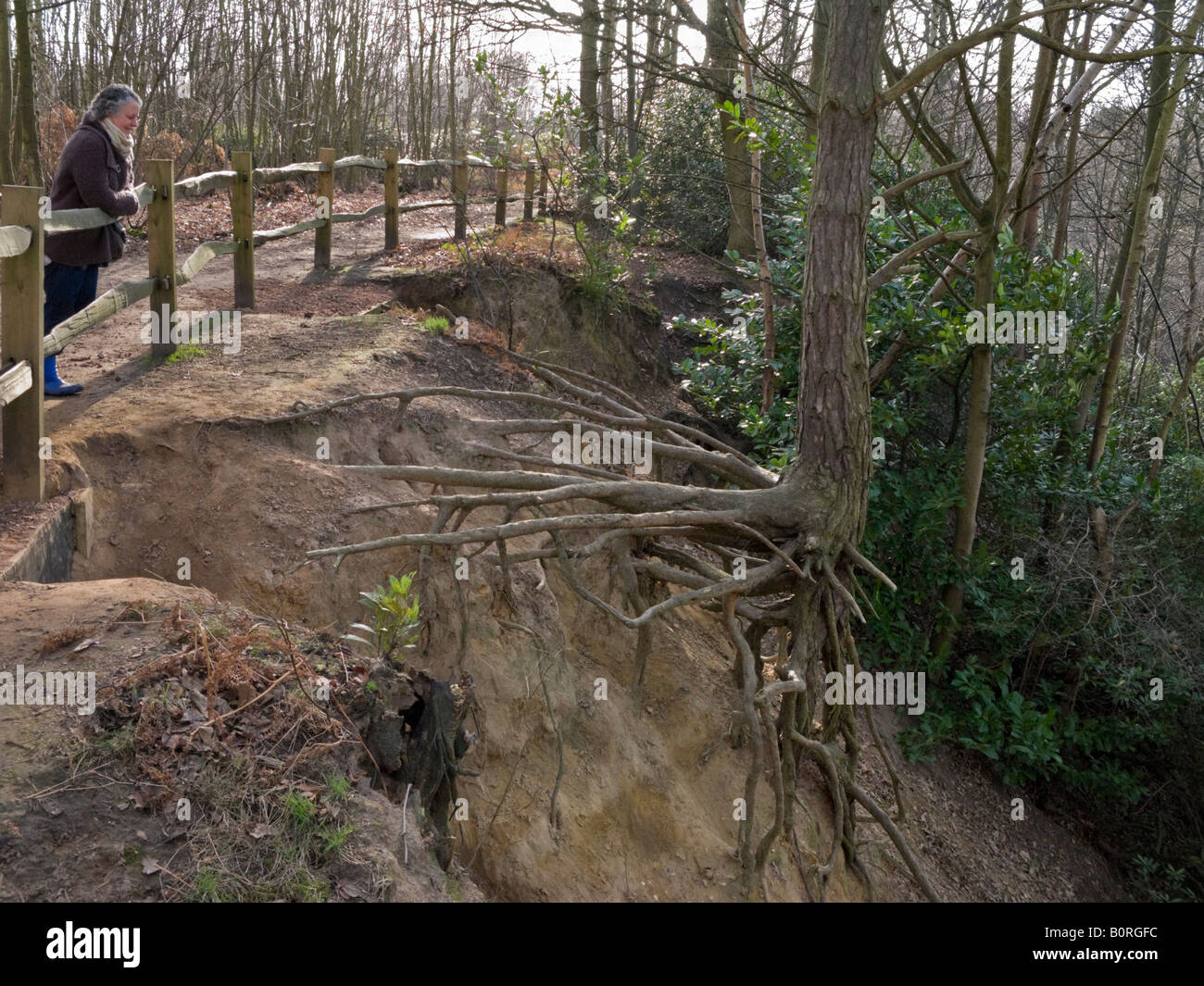 Common root structure hi-res stock photography and images - Alamy