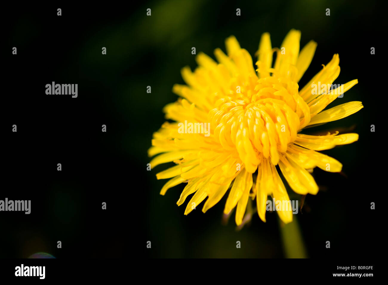Dandilion flower with dark background (Taraxacum Stock Photo - Alamy