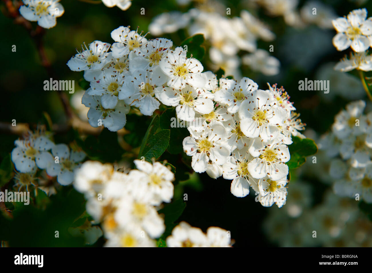 May Bush Stock Photos & May Bush Stock Images - Alamy