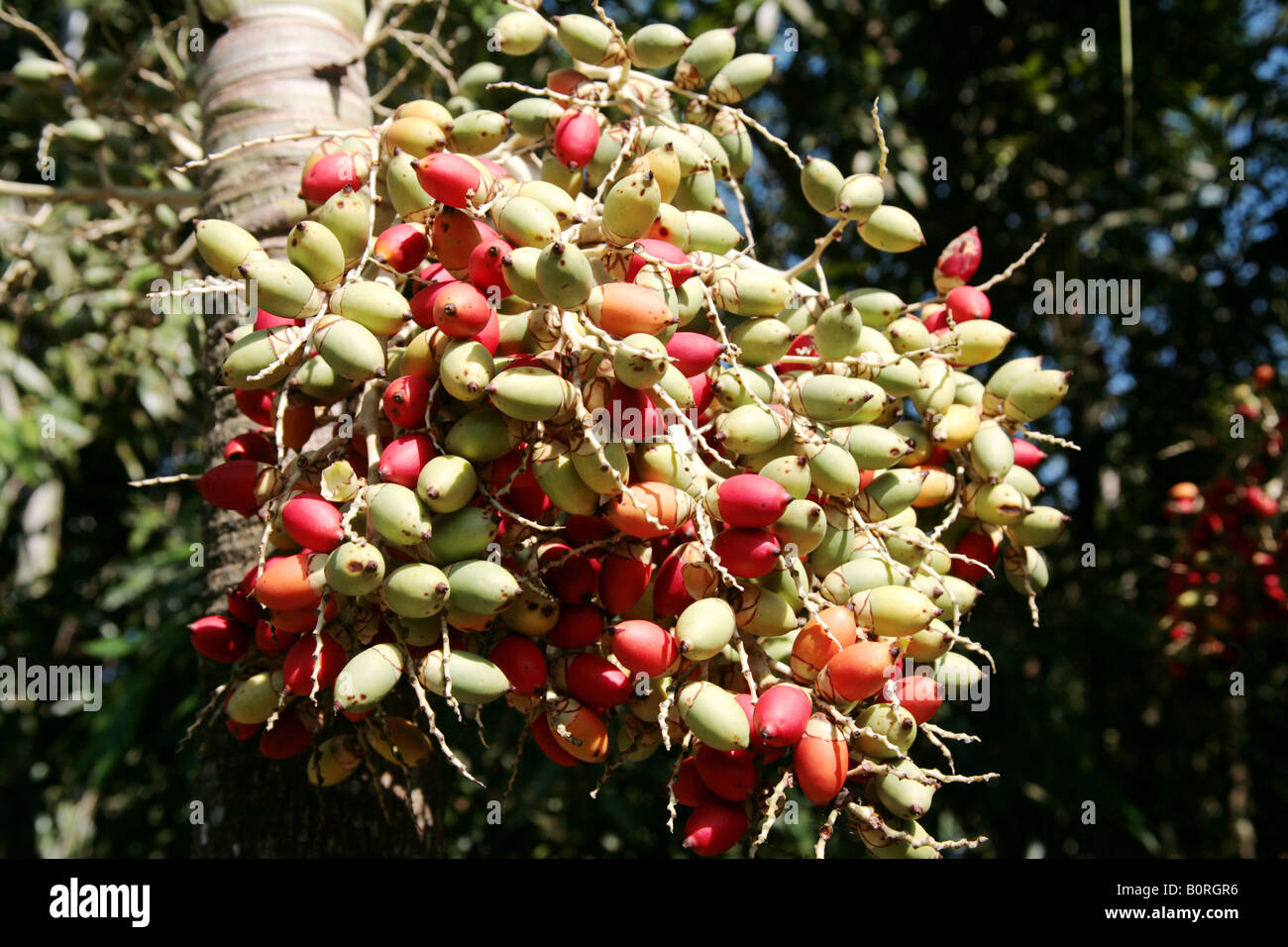 Palmtree colourful fruits in a tropical forest of Panama Stock Photo ...