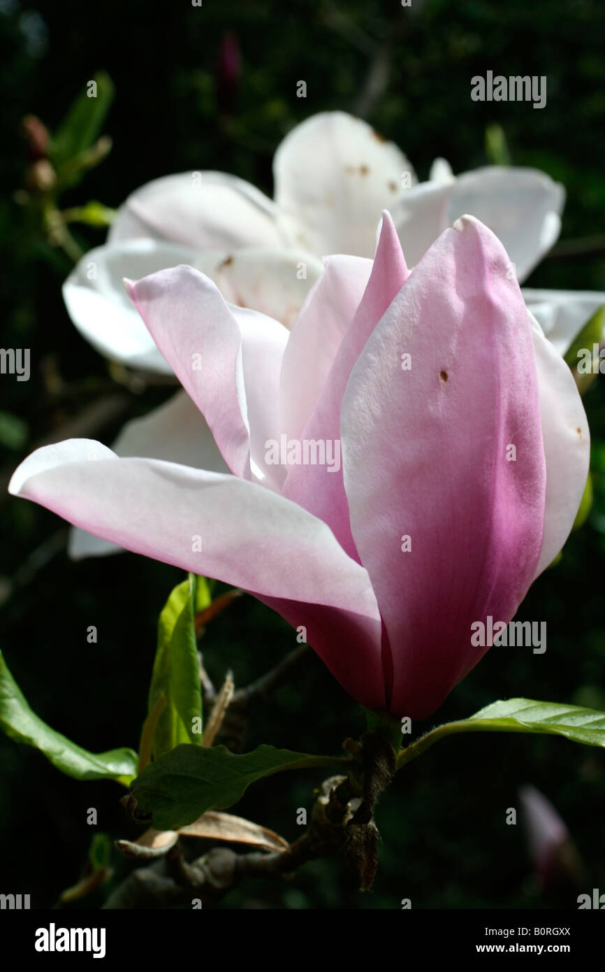 Magnolia atlas hi-res stock photography and images - Alamy
