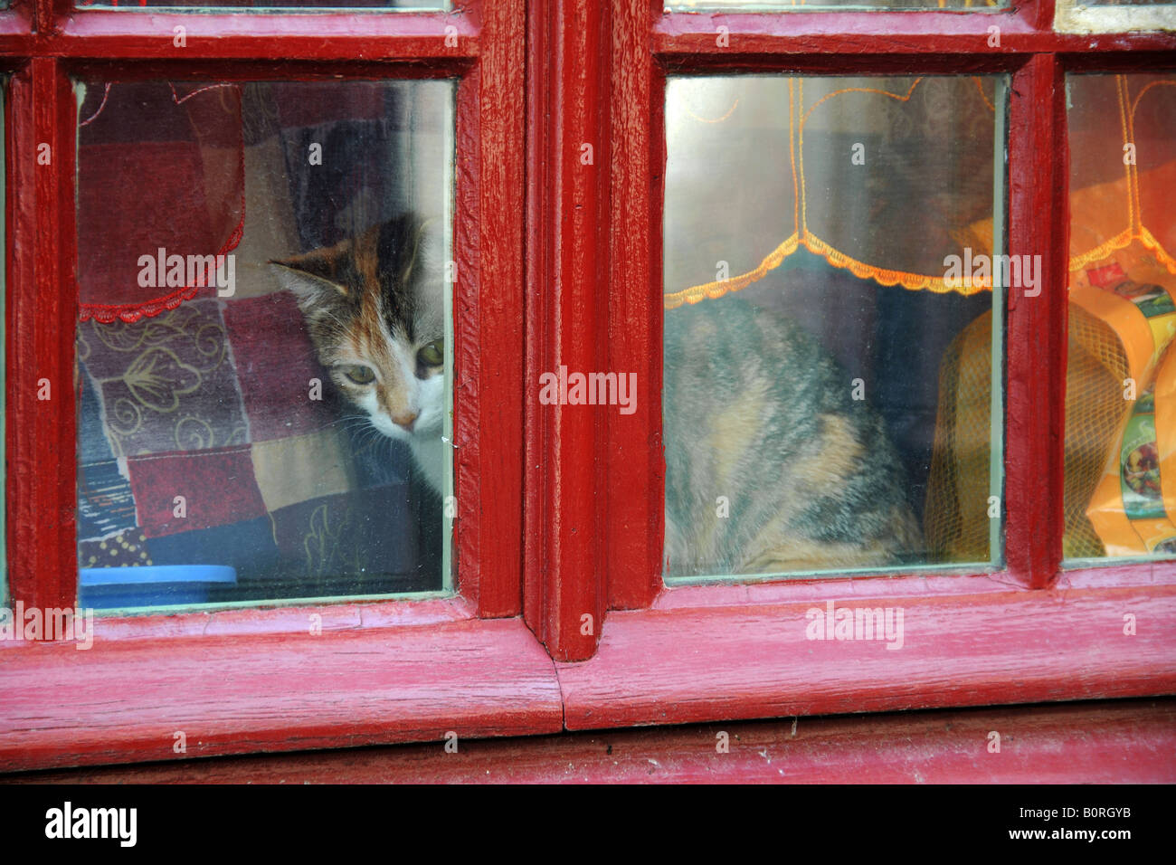 A kitten in the window of a house in the town of Vitre Brittany France ...