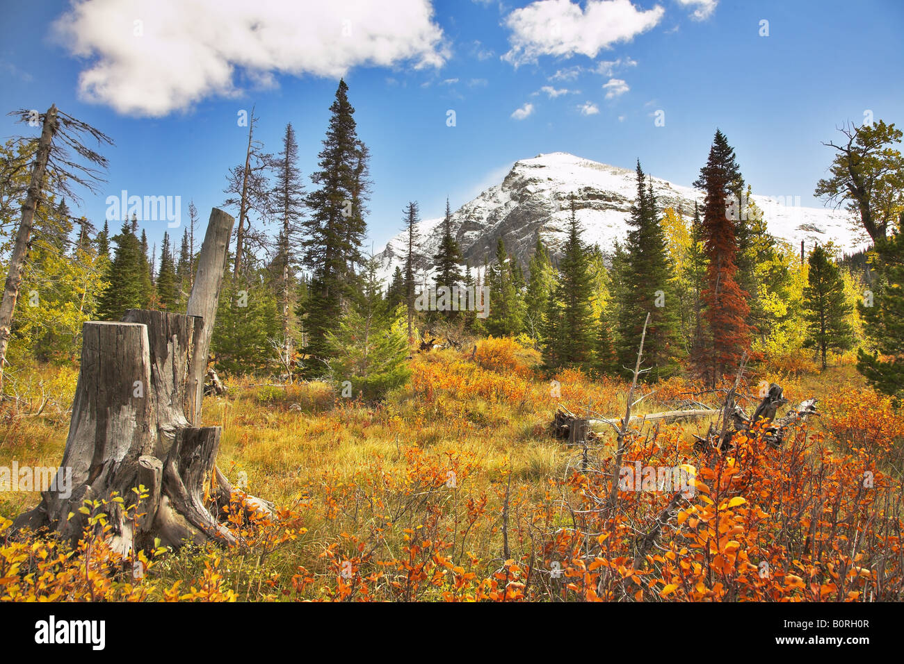 Brilliant colors of autumn in cold northern reserve Stock Photo - Alamy