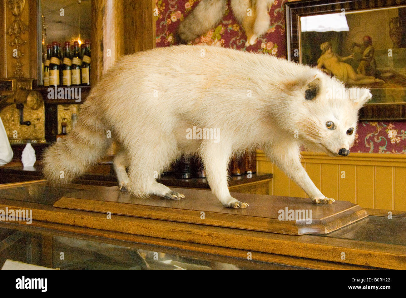 Wolverine in Alaska Stock Photo - Alamy