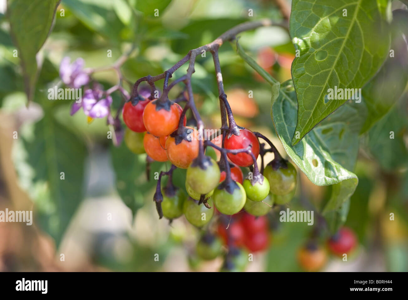 deadly nightshade plant toxic poisonous poison Stock Photo - Alamy