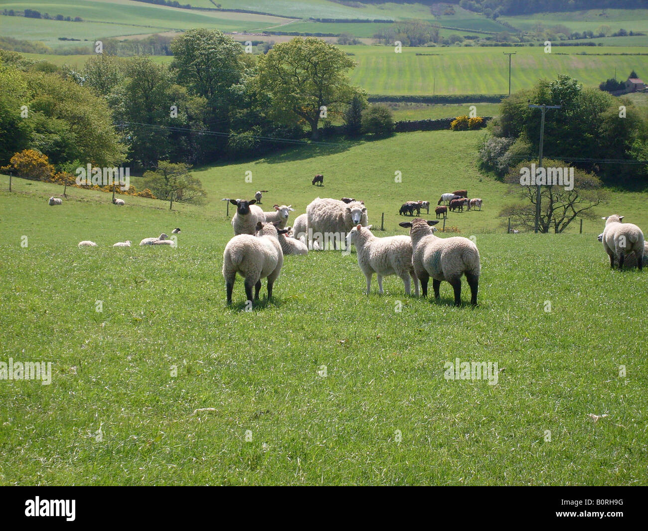 Sheep grazing in countryside Stock Photo - Alamy