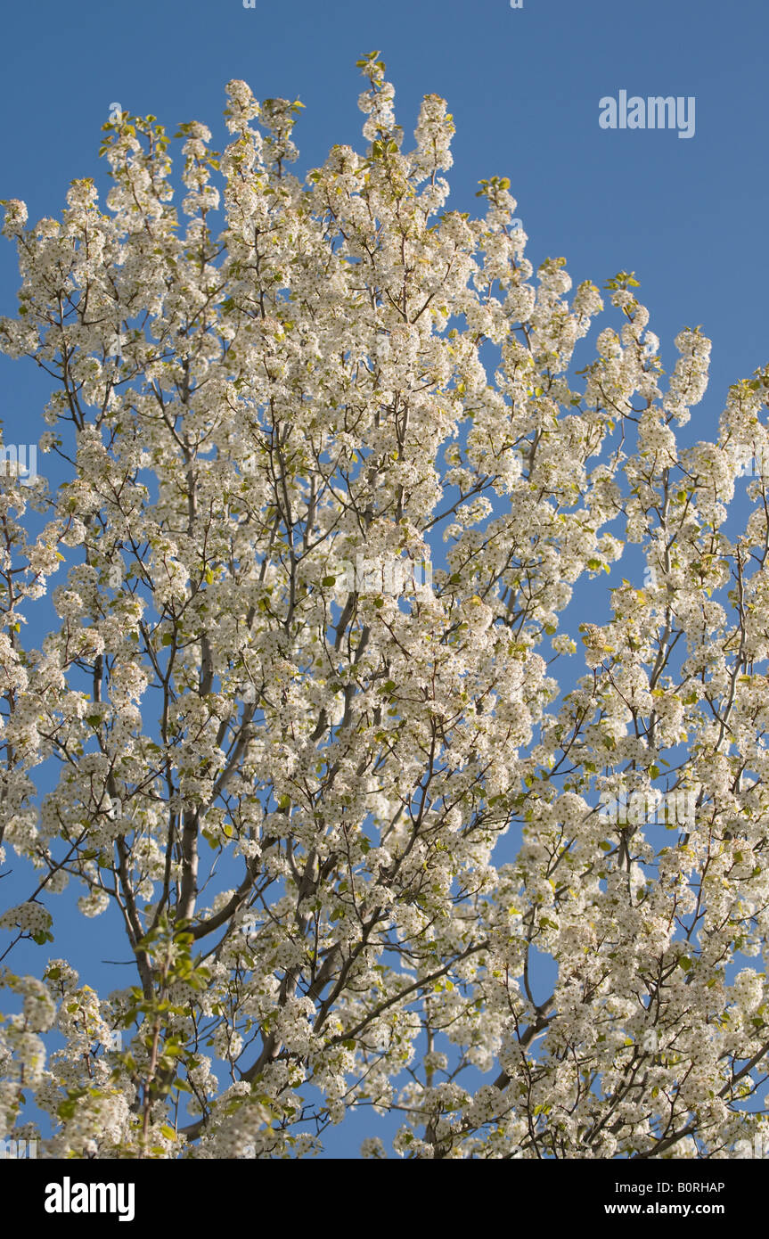 A cherry tree blooms in spring Stock Photo - Alamy