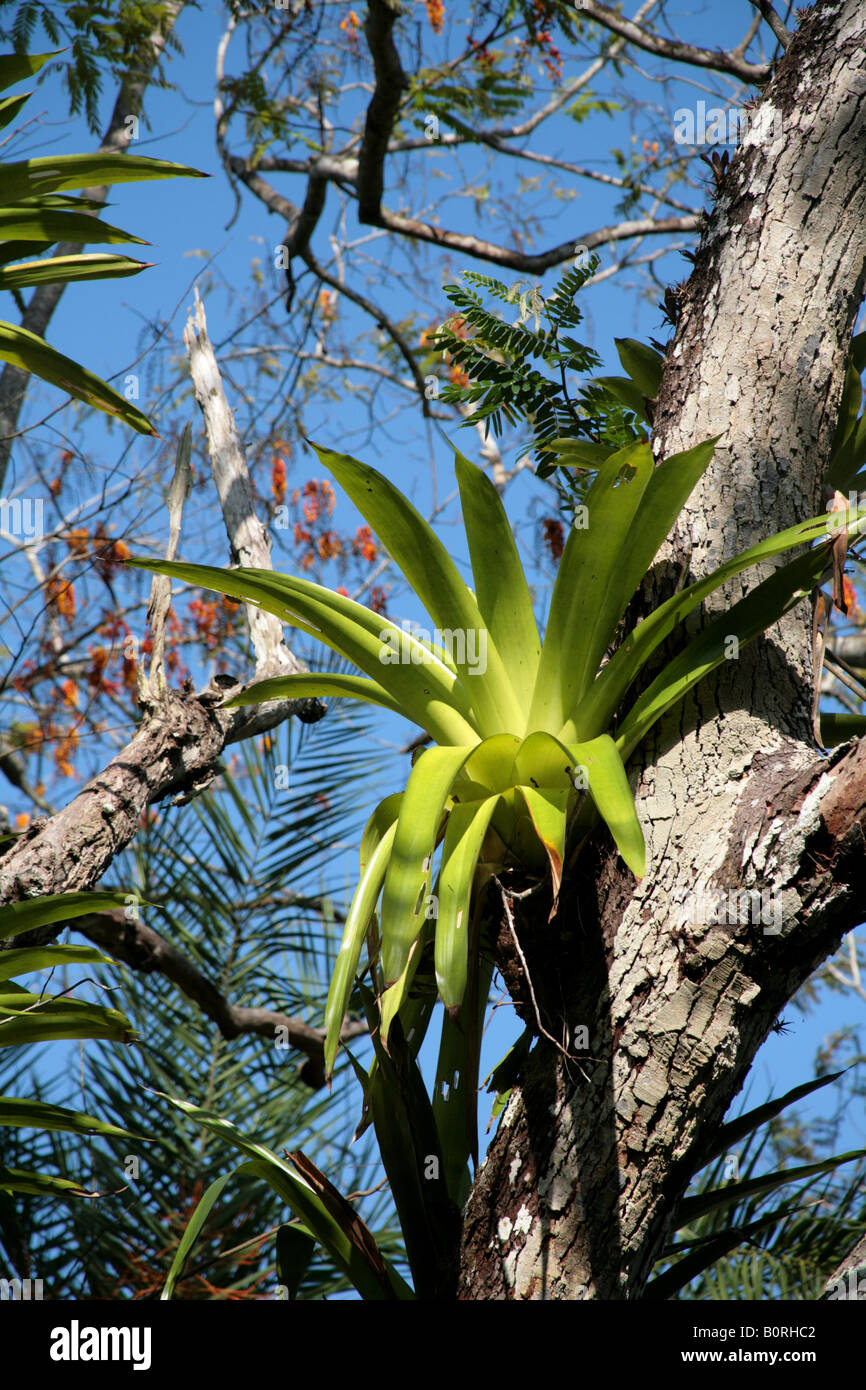 Parasitic plants on trees Stock Photo - Alamy