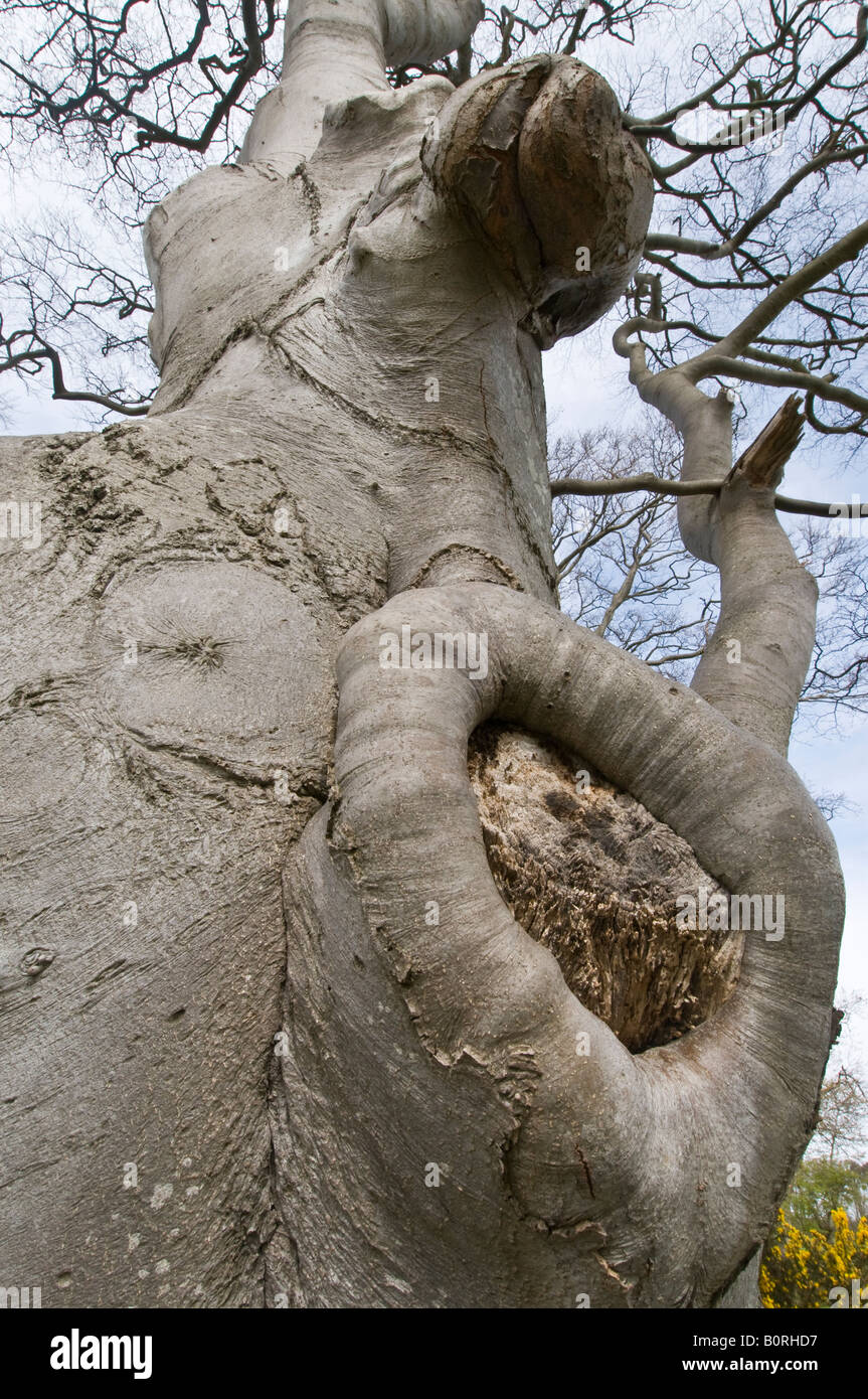 Lopped tree hi-res stock photography and images - Alamy