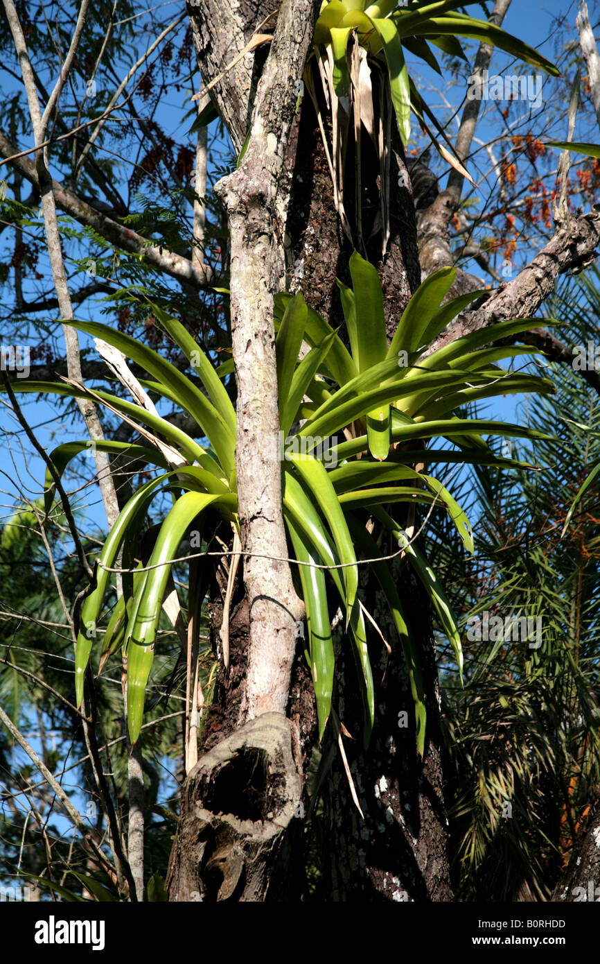 Parasitic plants on trees Stock Photo - Alamy