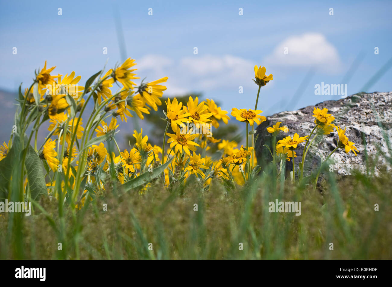 Boise and arrowleaf balsam root hi-res stock photography and images - Alamy