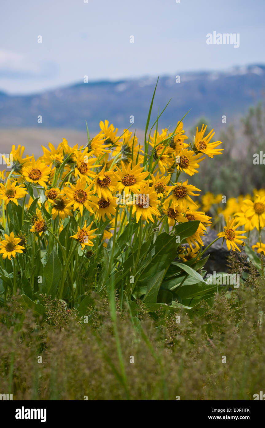 Boise and arrowleaf balsam root hi-res stock photography and images - Alamy