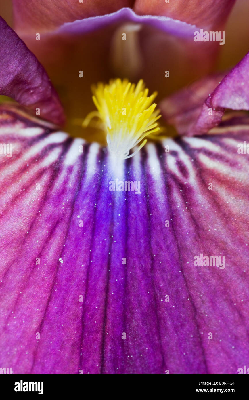 Abstract Iris High Resolution Stock Photography and Images - Alamy