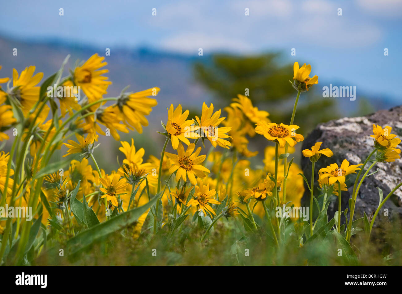 Boise and arrowleaf balsam root hi-res stock photography and images - Alamy