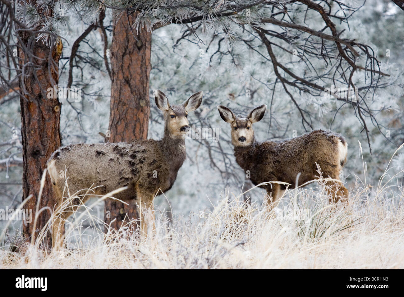 Two beautiful deer in the winter foraging for food in the snow covered ...