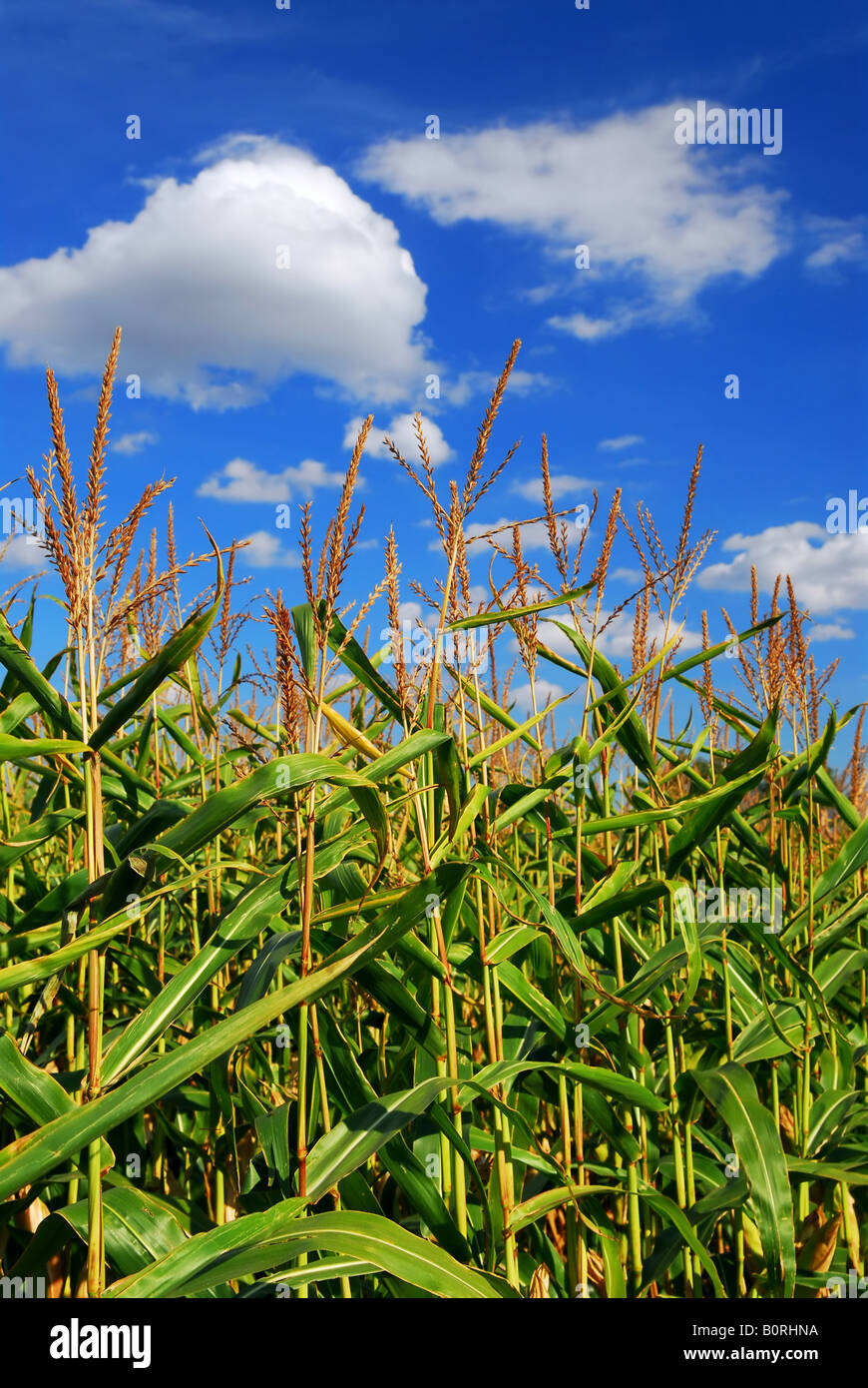 Farm field with growing corn under blue sky Stock Photo - Alamy