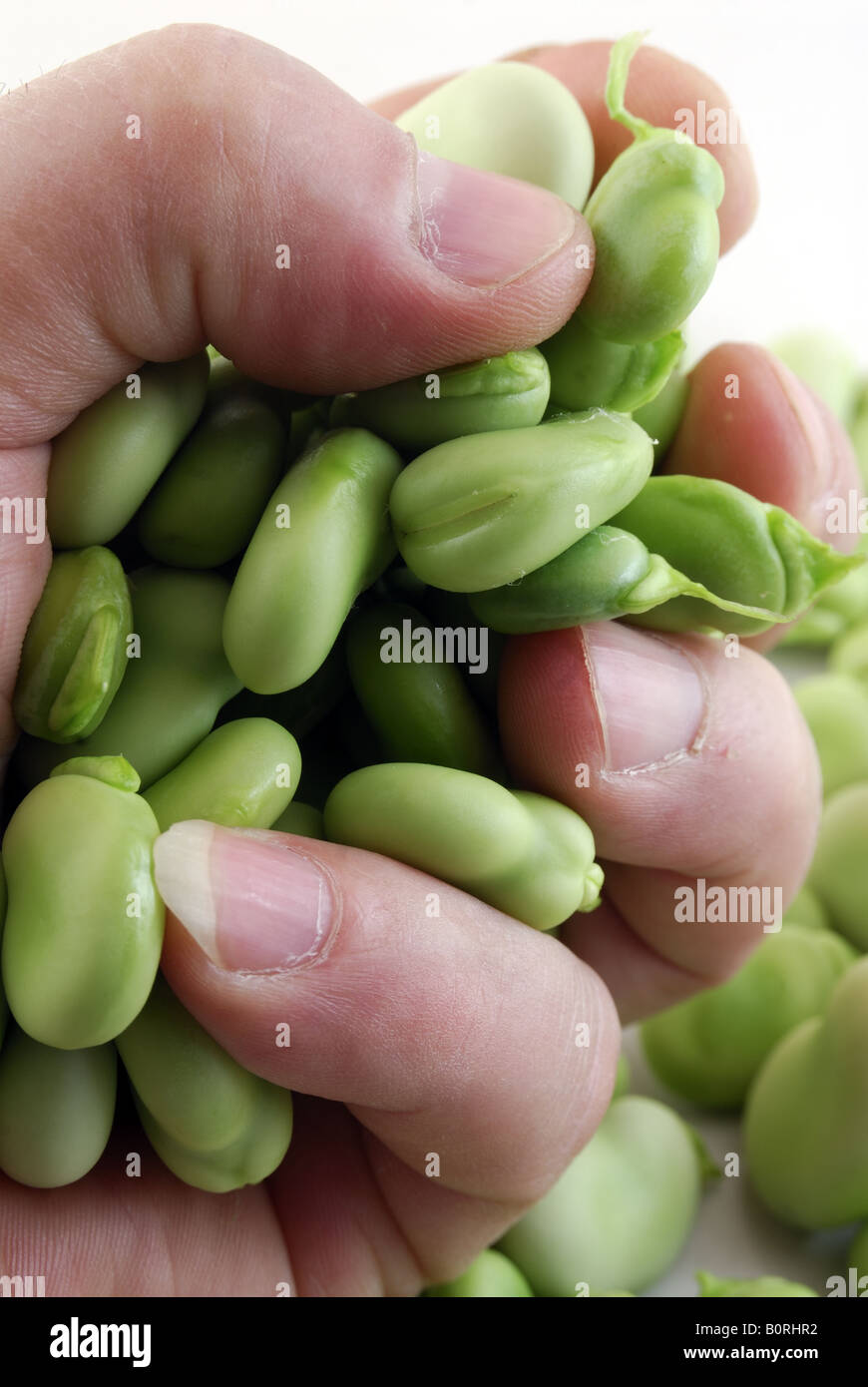 Green broad leave hi-res stock photography and images - Alamy