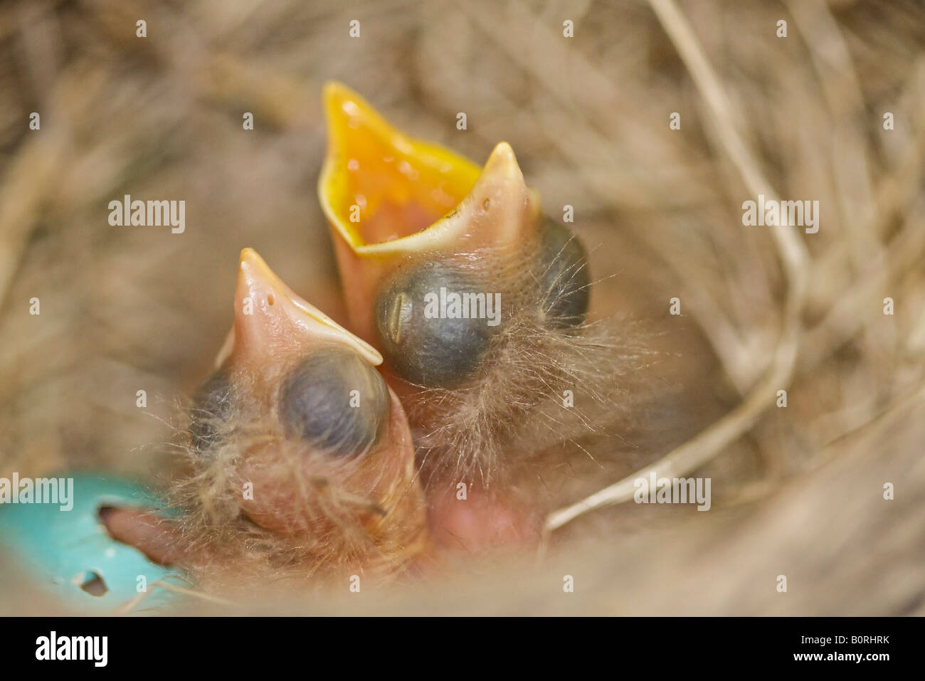 American Robin chicks Stock Photo - Alamy
