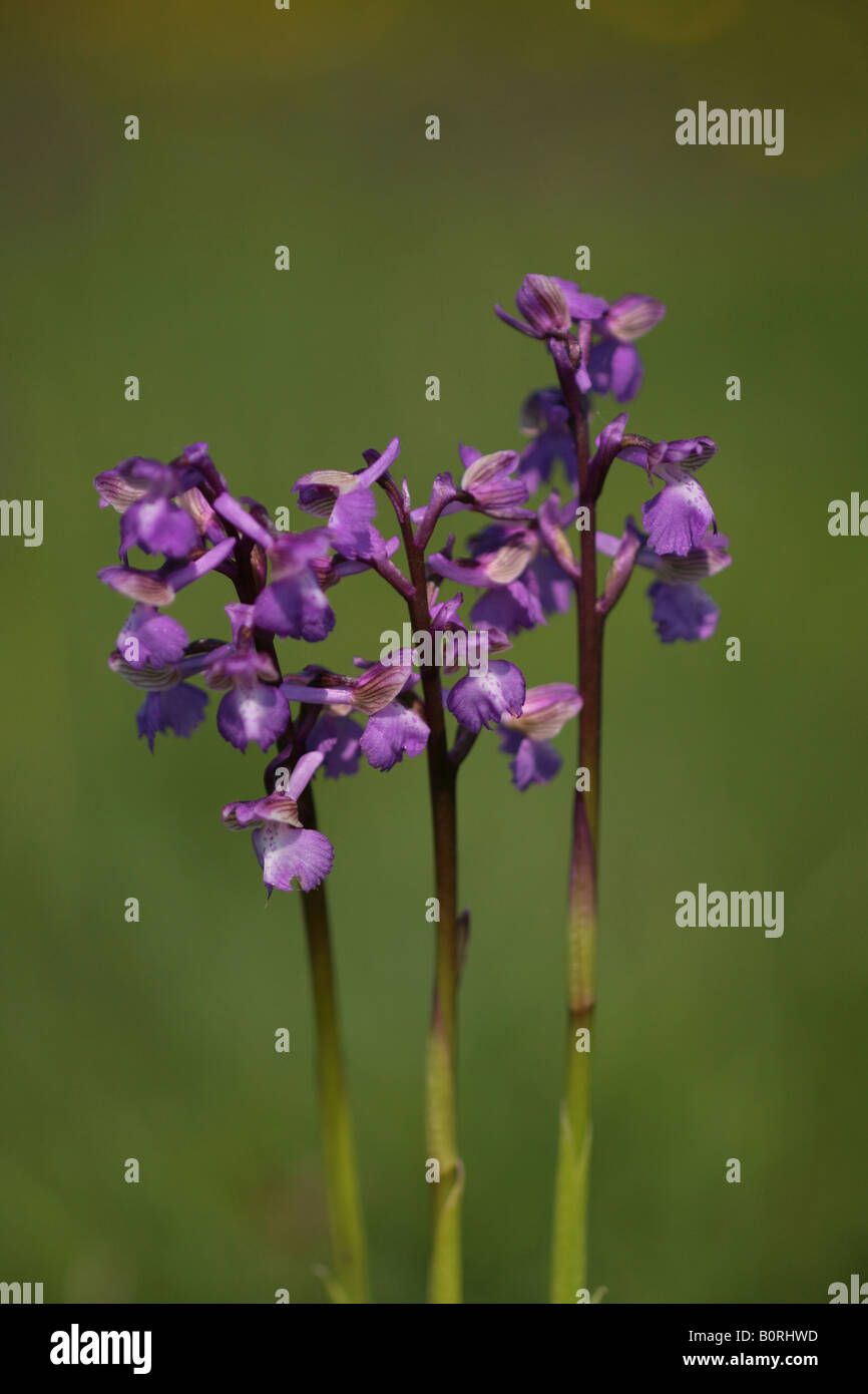 Three Green winged orchid flower spikes Stock Photo - Alamy