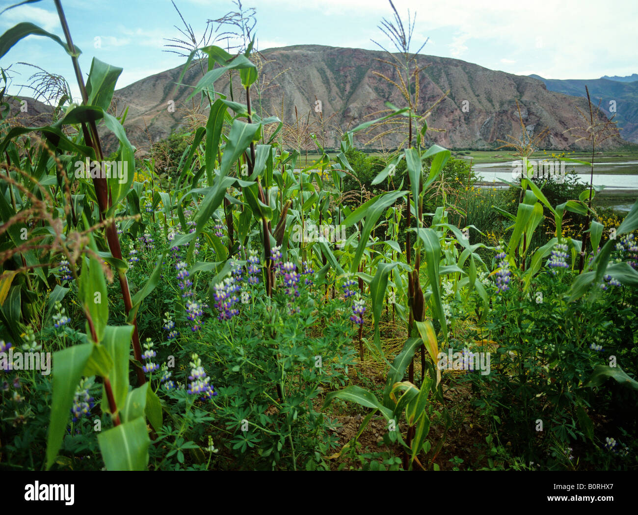 Maize legume field hi-res stock photography and images - Alamy