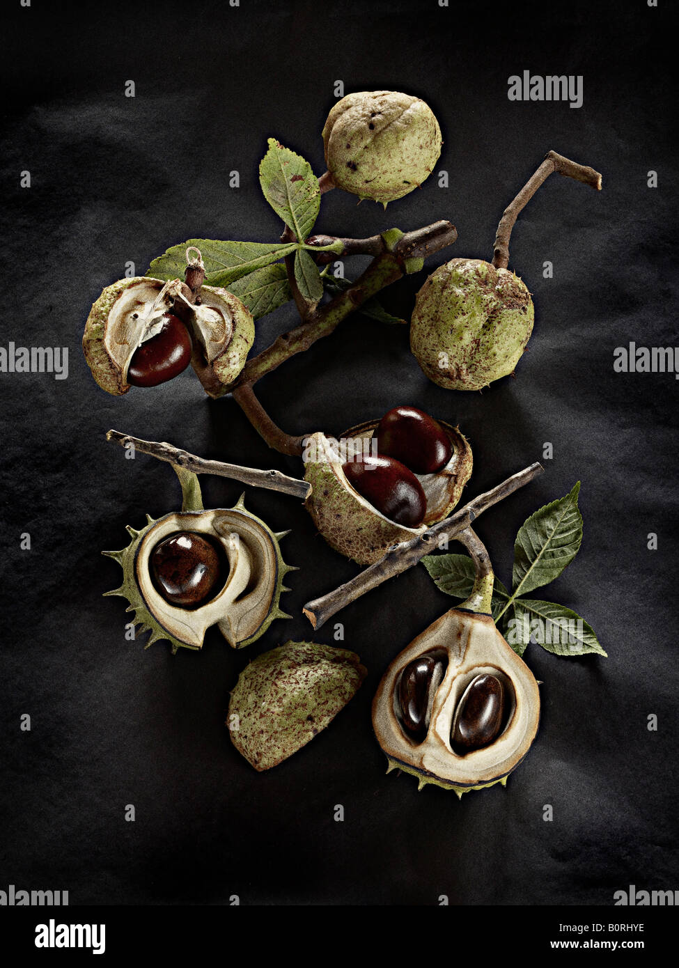 Conkers game children hi-res stock photography and images - Alamy