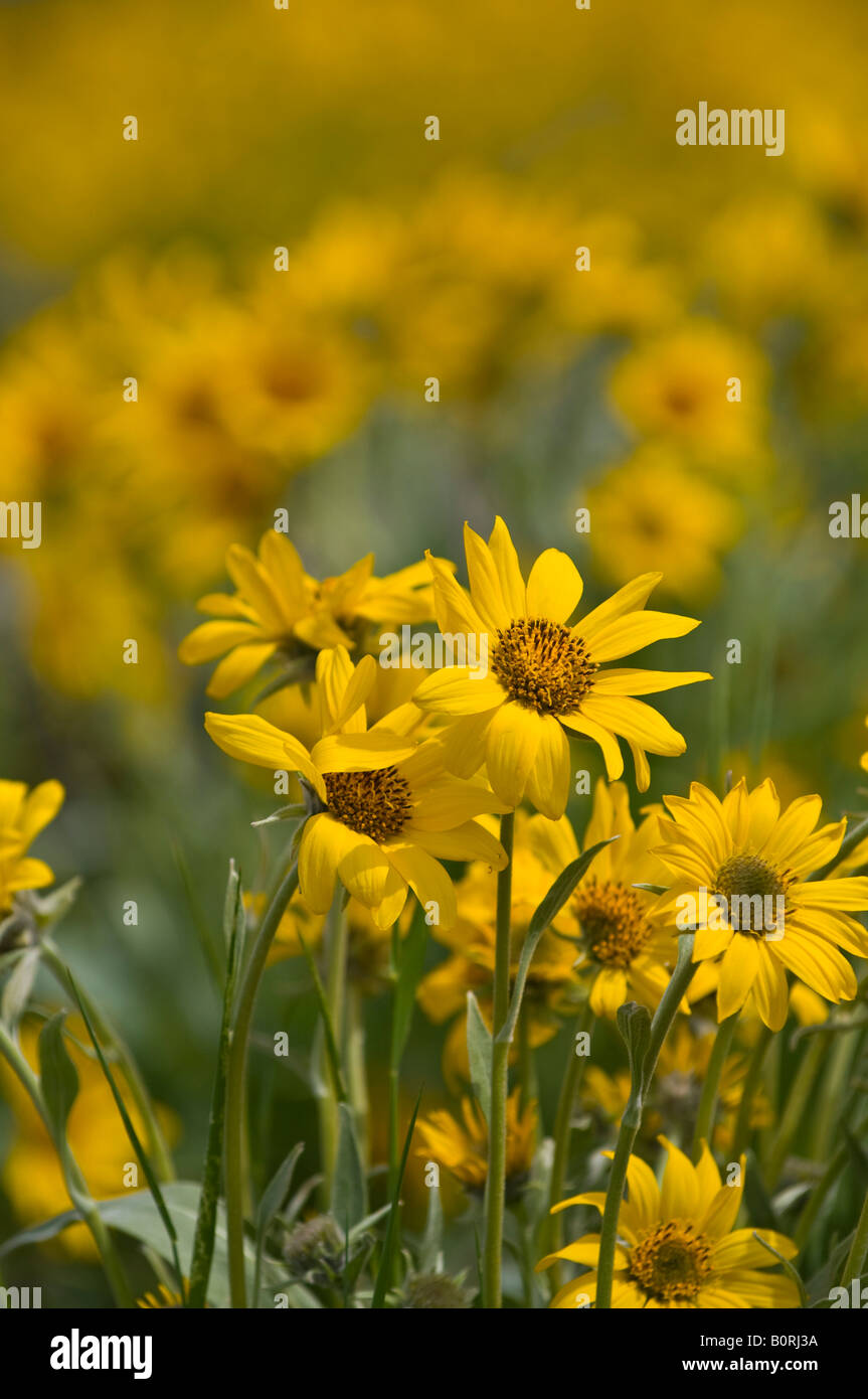Boise and arrowleaf balsam root hi-res stock photography and images - Alamy