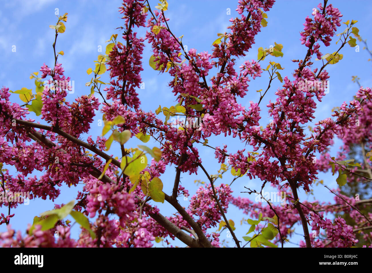 Judas Tree, Cercis siliquastrum Fabaceae Stock Photo - Alamy