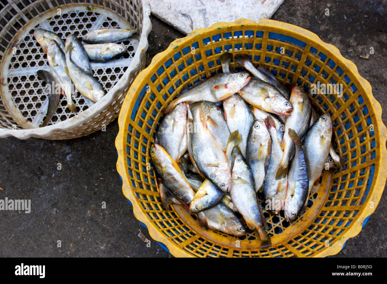 Fish in market baskets Stock Photo - Alamy