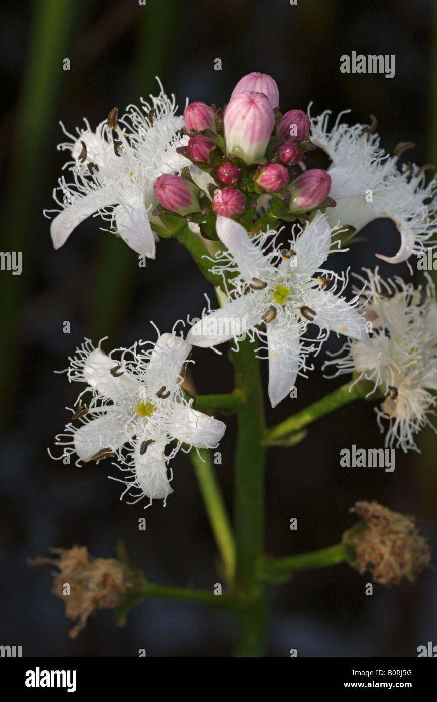 Bogbean menyanthes trifoliata Flower Stock Photo - Alamy