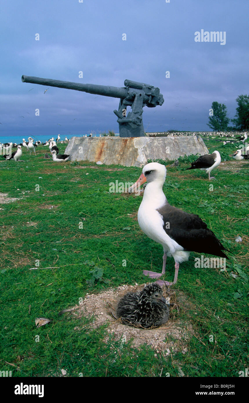 Bird chain hi-res stock photography and images - Alamy