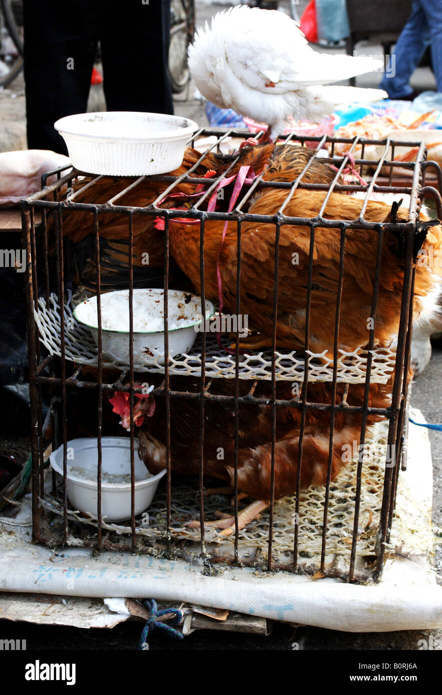 Shanghai chickens hi-res stock photography and images - Alamy