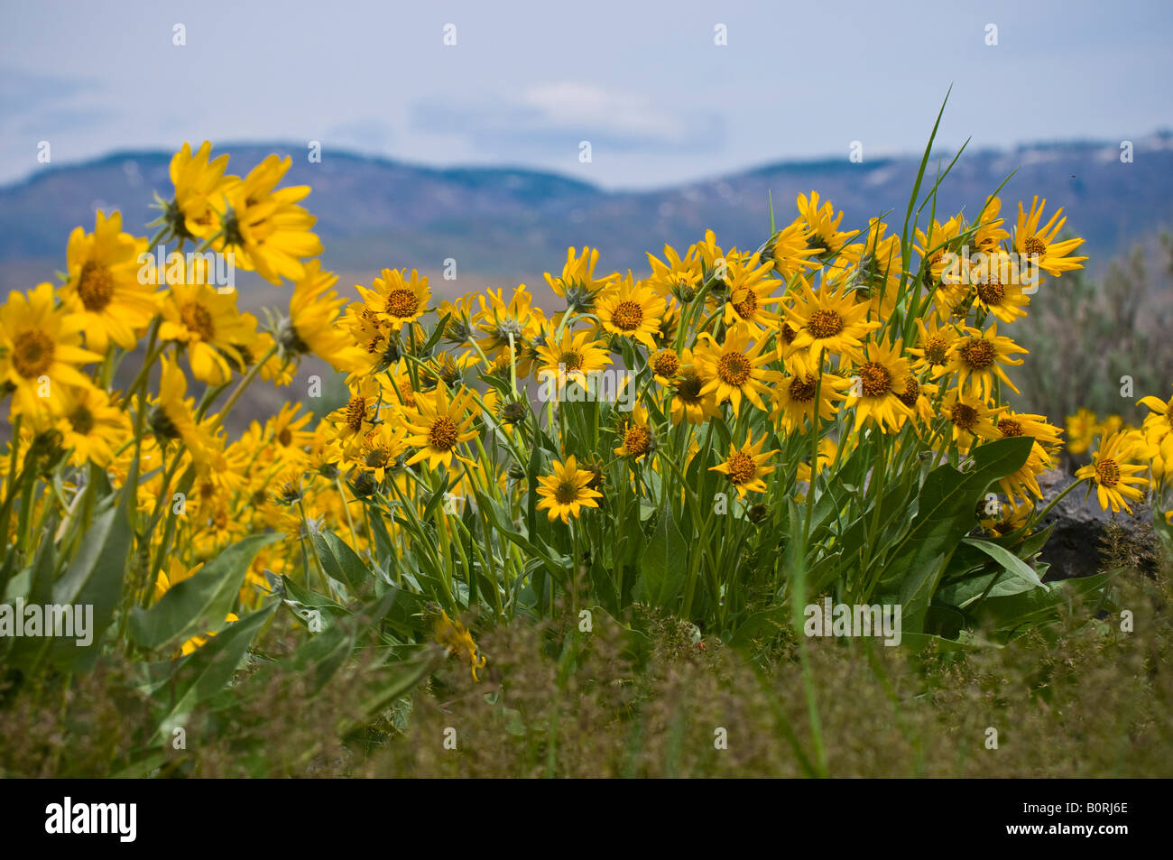 Boise and arrowleaf balsam root hi-res stock photography and images - Alamy