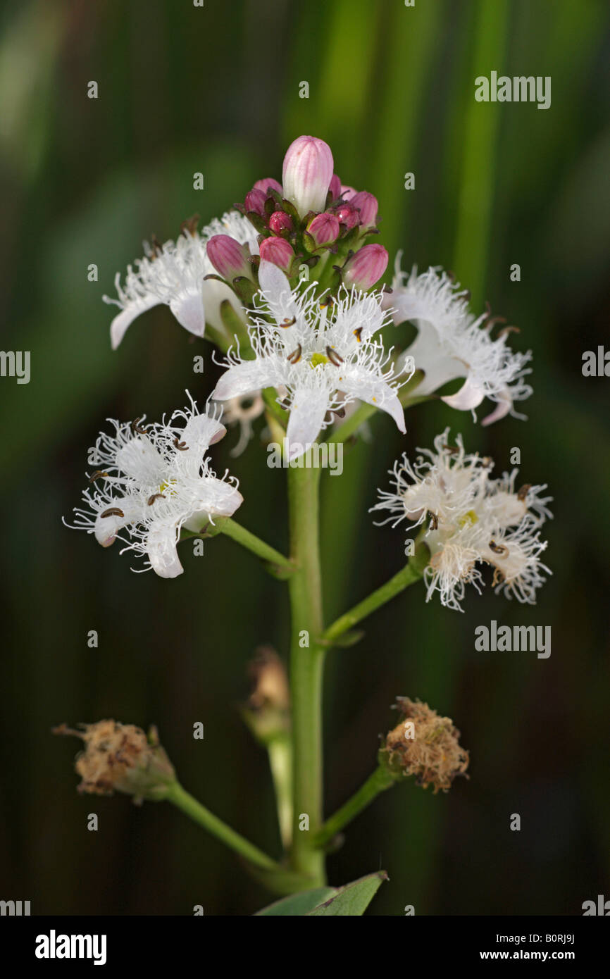 Bogbean menyanthes trifoliata Flower Stock Photo - Alamy