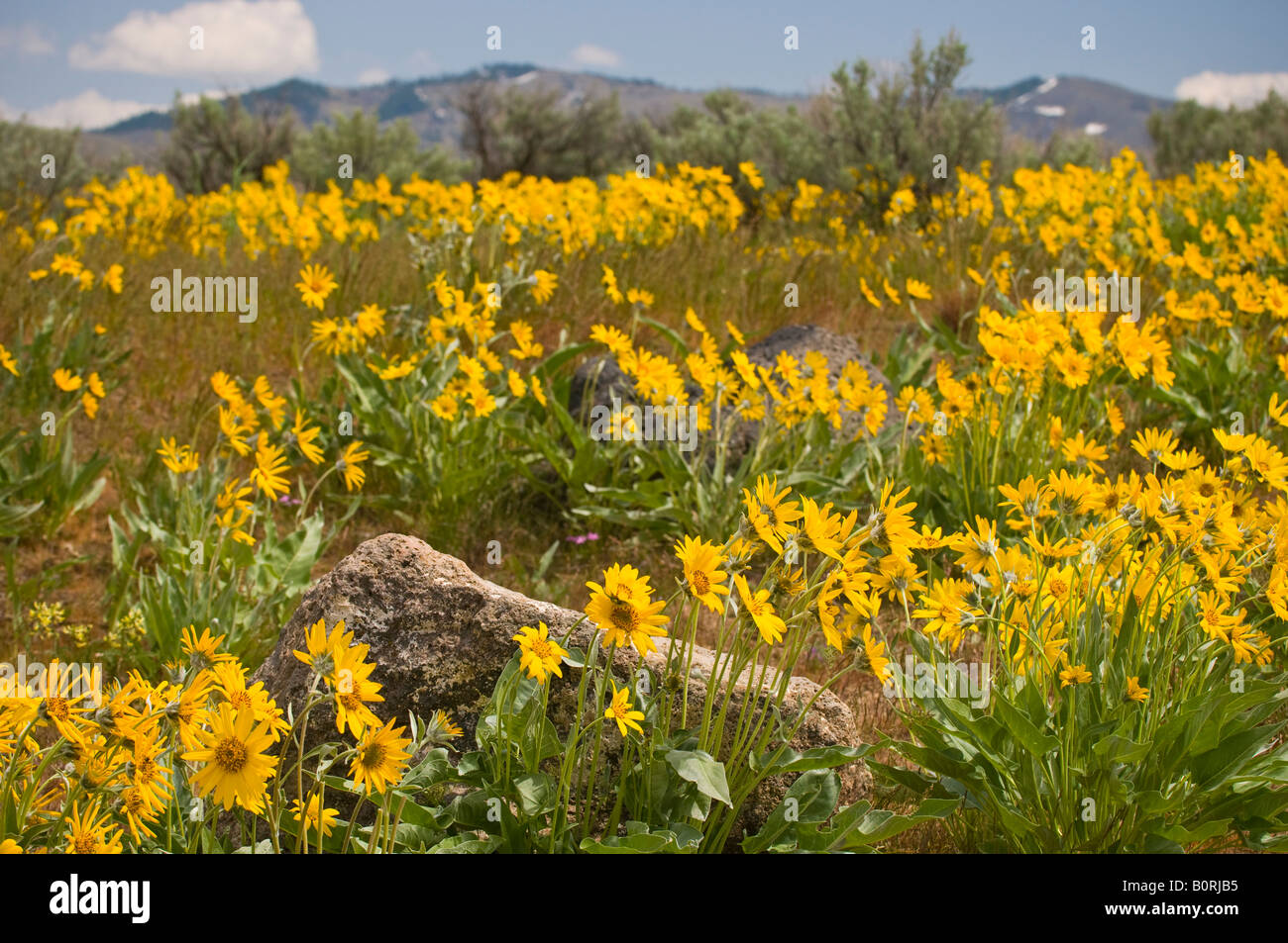 Boise and arrowleaf balsam root hi-res stock photography and images - Alamy