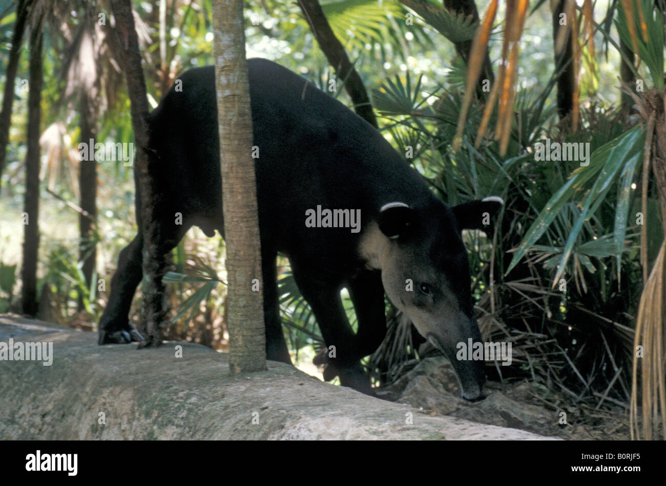 Central American Tapir or Baird's Tapir (Tapirus bairdii), Belize Zoo ...