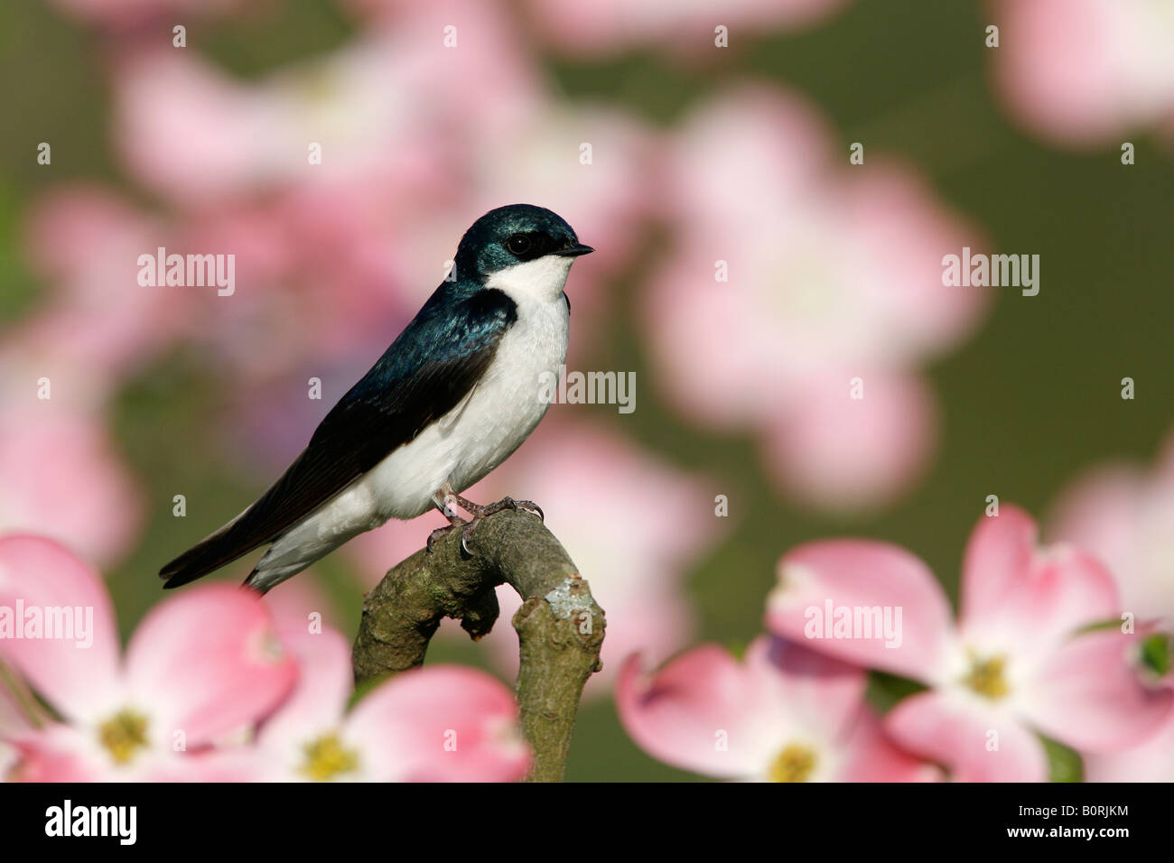 Tree Swallow Perched in Dogwood Blossoms Stock Photo - Alamy