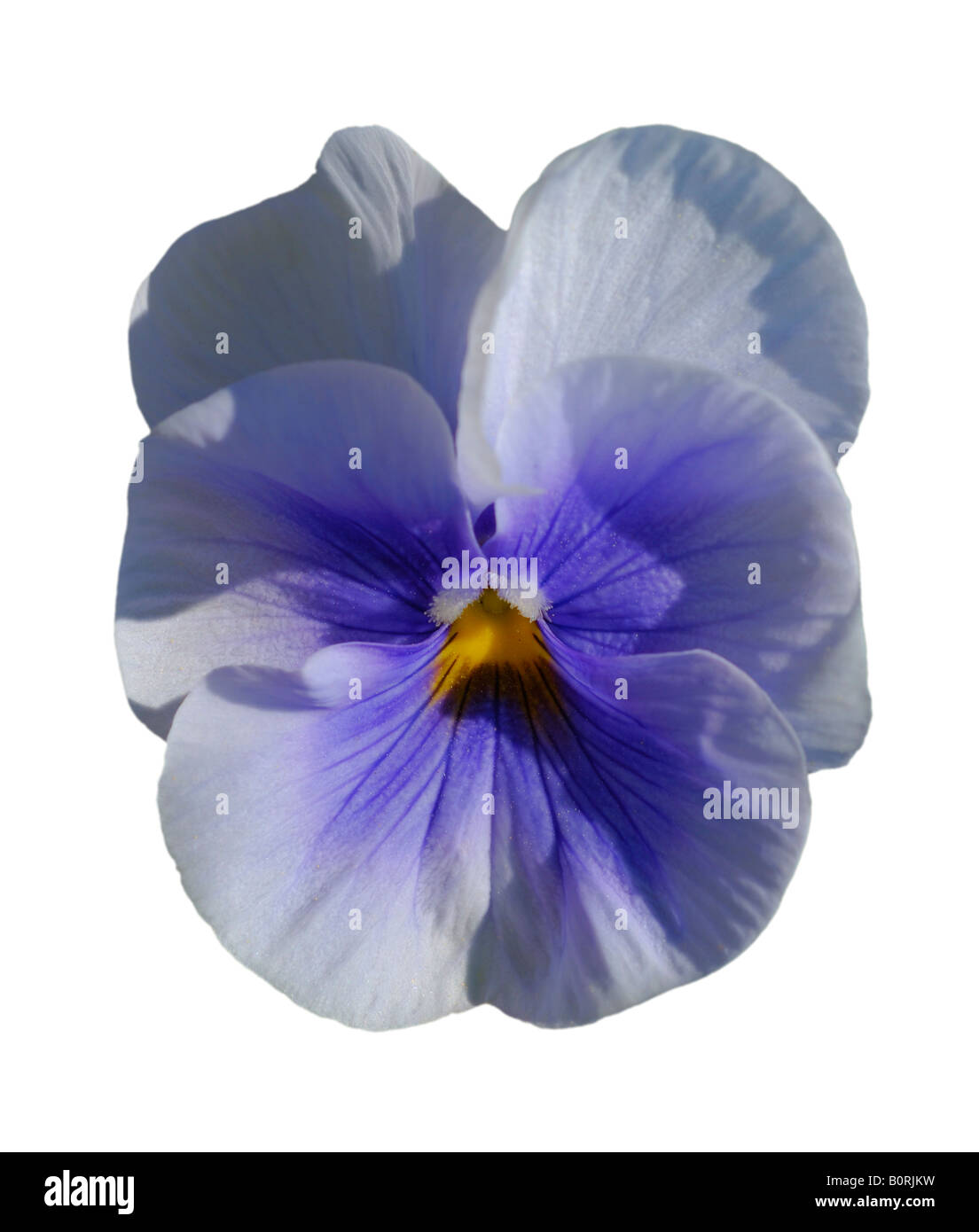 Delicate viola pansy in spring Stock Photo - Alamy
