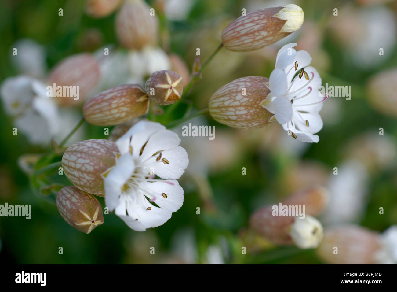 Sea Campion, Silene uniflora, on the beach at Sizewell Suffolk England ...