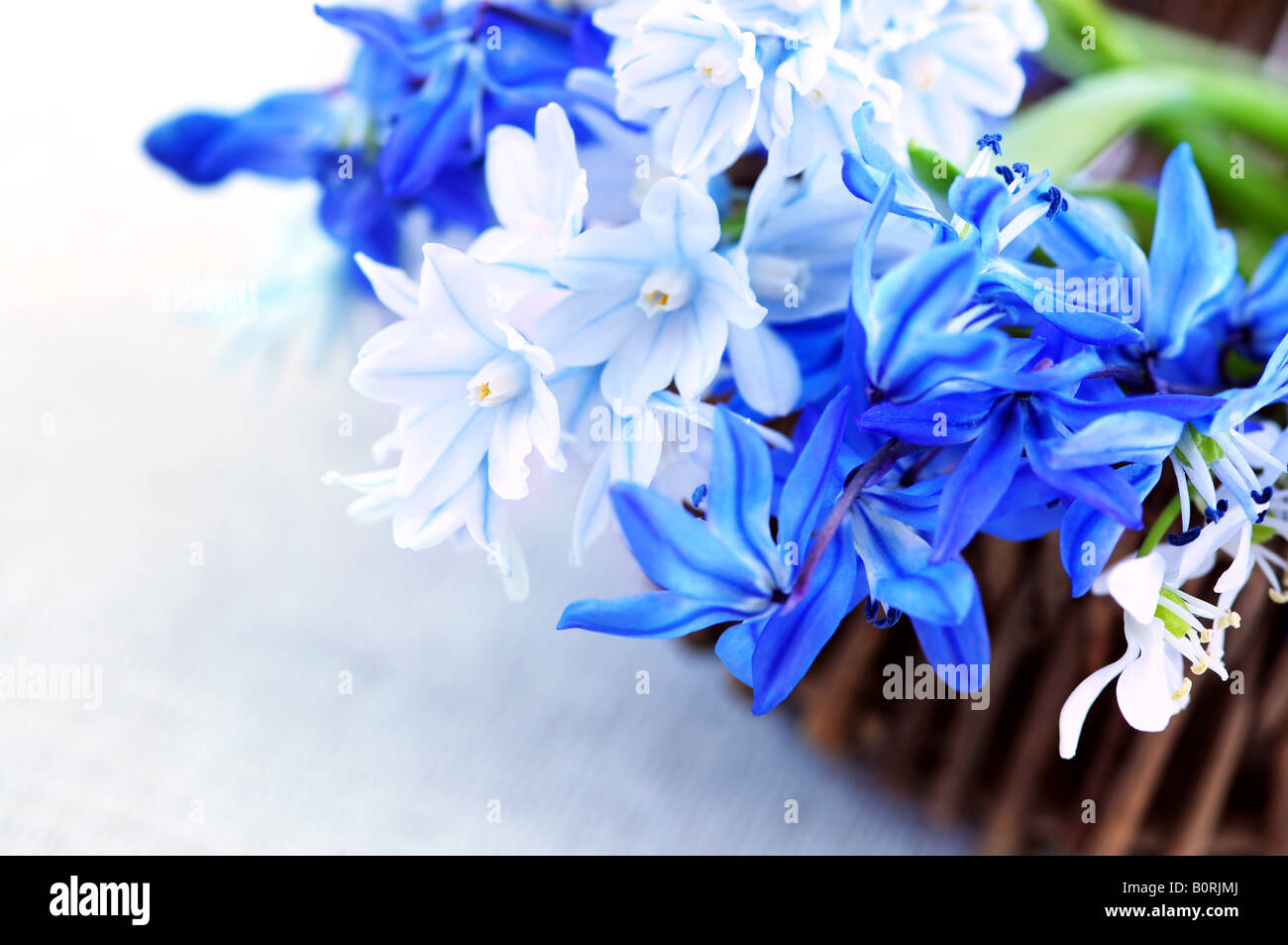 First wildflowers hi-res stock photography and images - Alamy