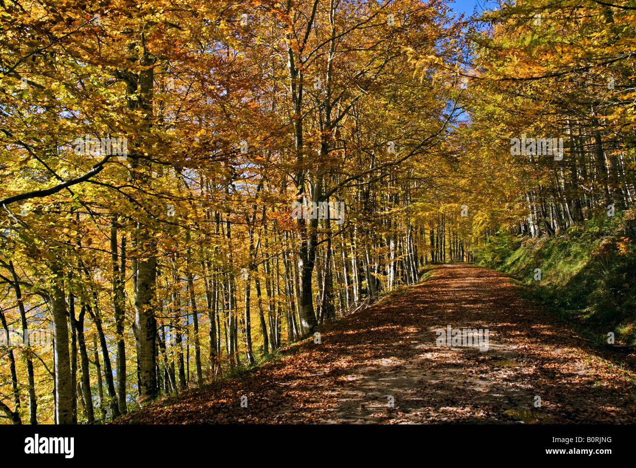 Irati forest in fall Stock Photo - Alamy
