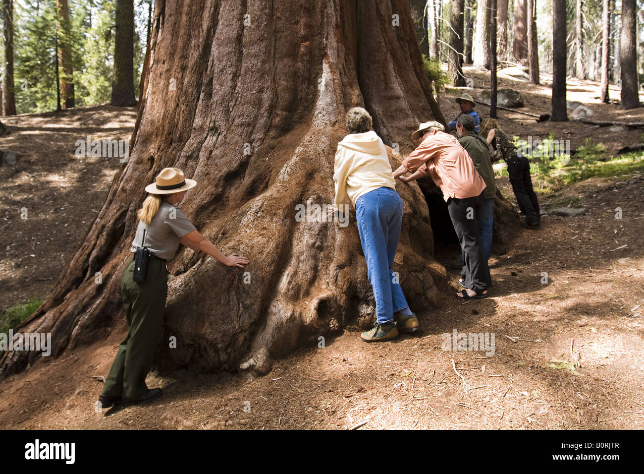 General grant grove hi-res stock photography and images - Alamy