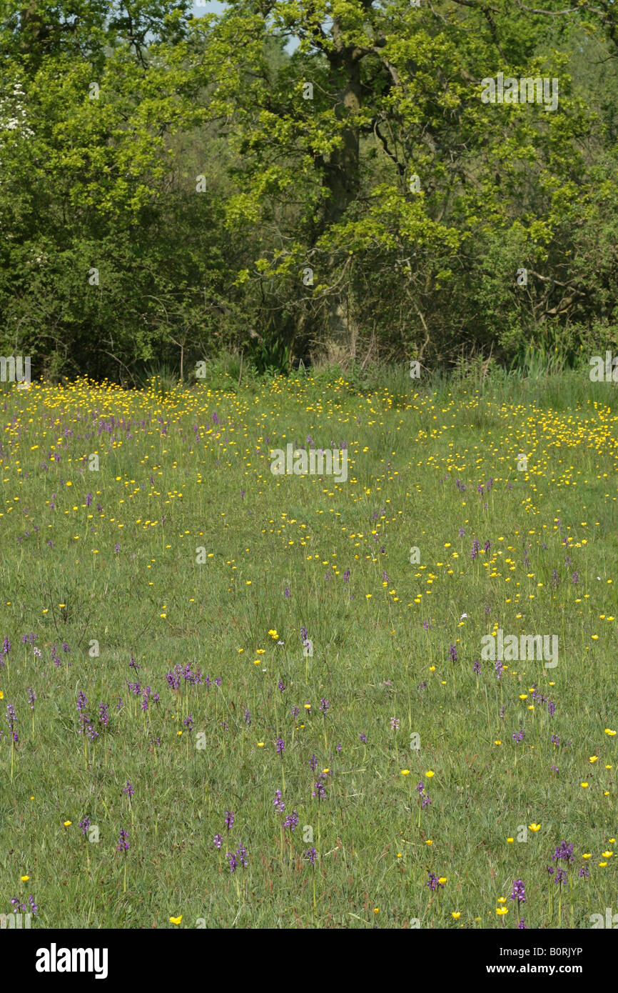 Green winged orchids in a Kent meadow Stock Photo - Alamy