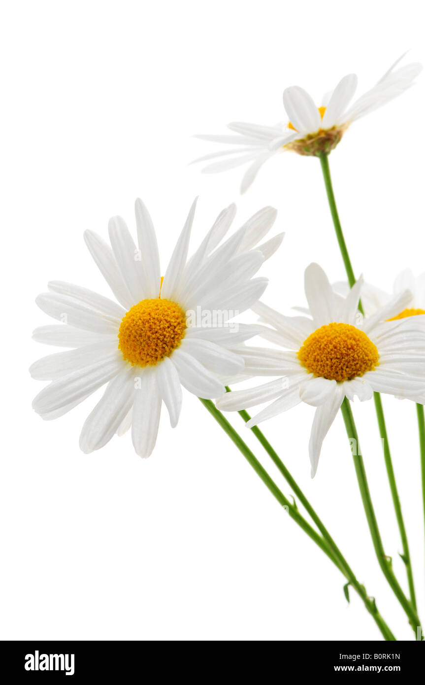 Daisy flowers isolated on white background Stock Photo - Alamy